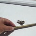 Antique French Small Brass Curtain Rod Vintage Bistro Pole for Nets or ...