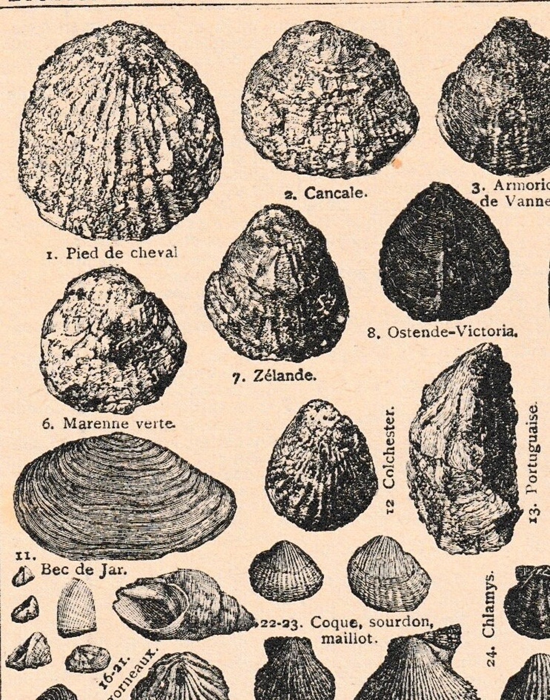 Antique French Print Shells 1920s Engraved Illustrations Fossils Beach ...