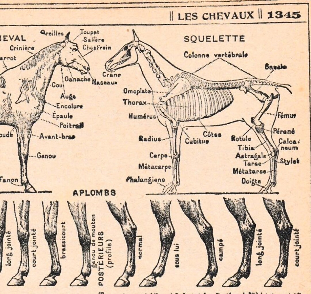 Antique French Horse Anatomy Print Dictionary Page 1920s Engraved ...