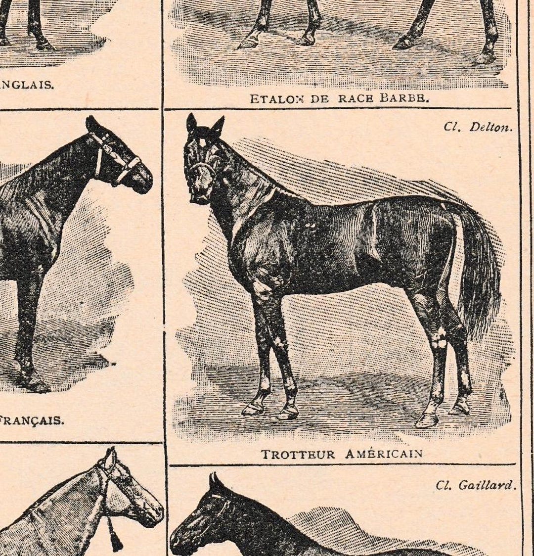 Antique French Print Race Horses Dictionary Page 1920s Engraved ...