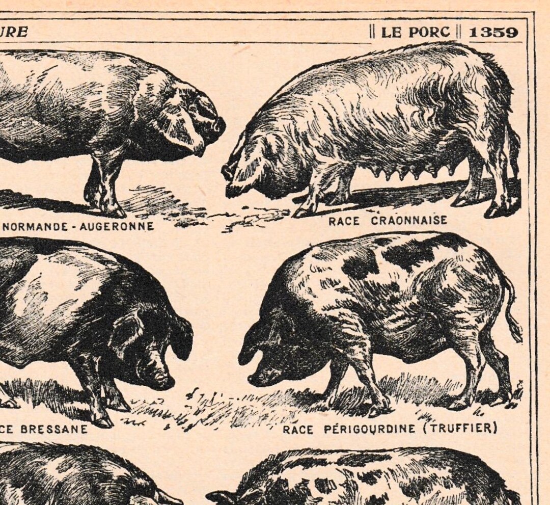 Antique French Print Pigs Piglets 1920s Engraved Book Page ...