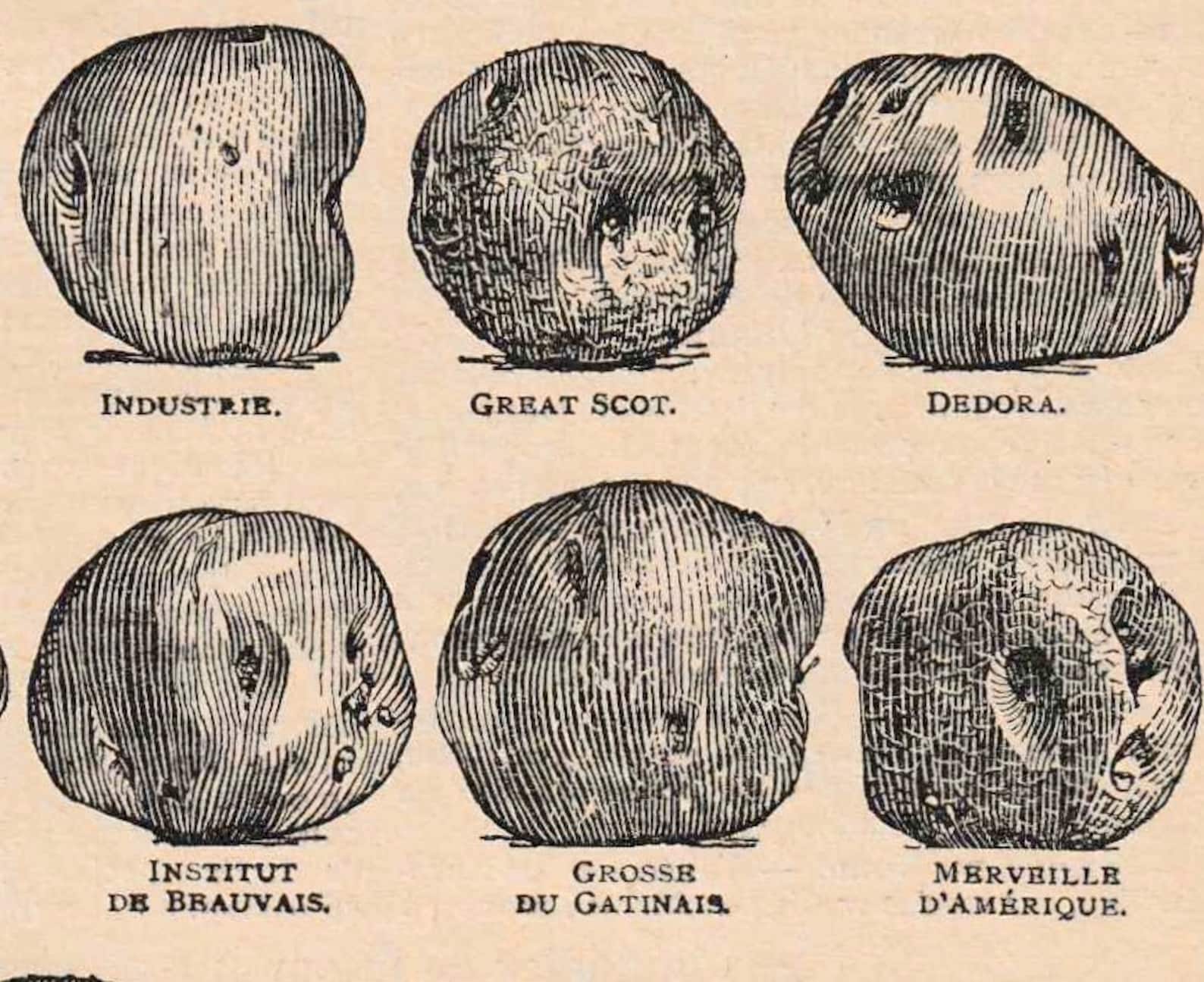 Antique French Print 1920s Potato Book page Engraved | Etsy