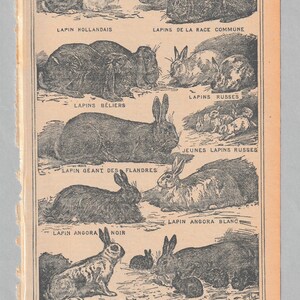 Antique French Print Rabbits 1920s Engraved Dictionary Page Bunny ...