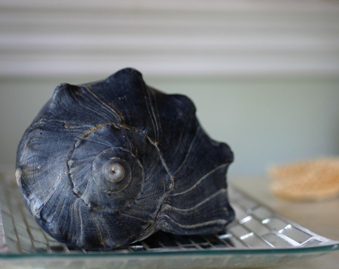 Beach Decor - Dark Blue / Gray Whelk Seashell - Etsy