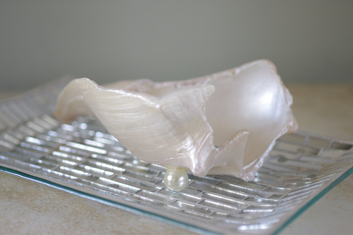 Conch Shell Trinket Dish | Etsy