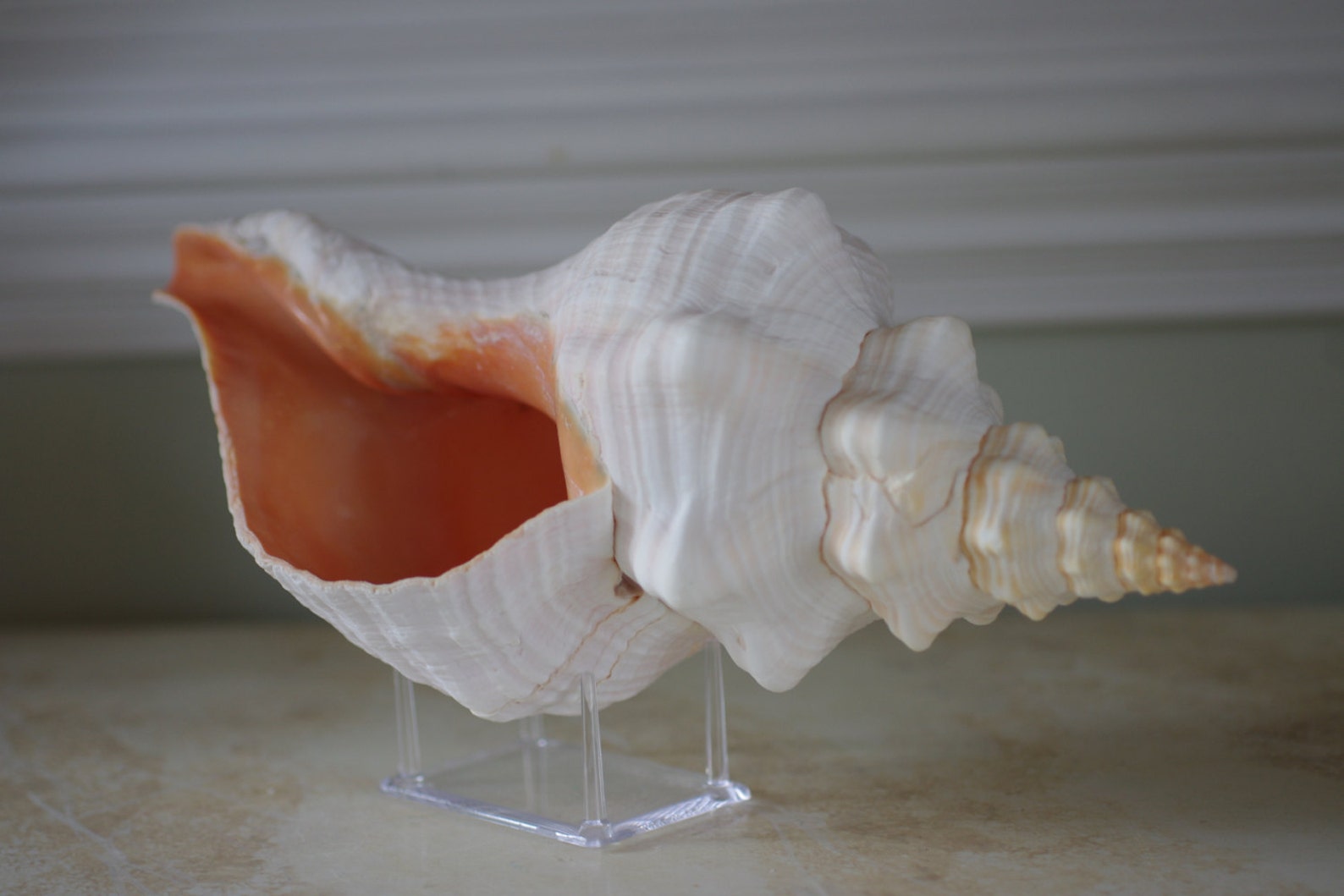 Acrylic Stand letter Stand or Seashell Stand - Etsy