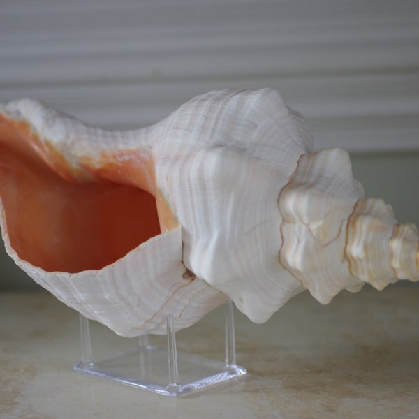 Acrylic Seashell Stand - Etsy