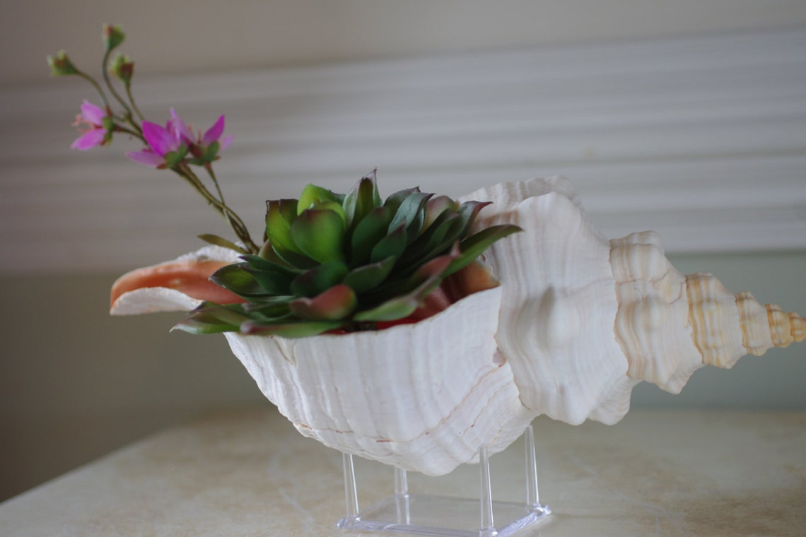 Acrylic Stand letter Stand or Seashell Stand - Etsy