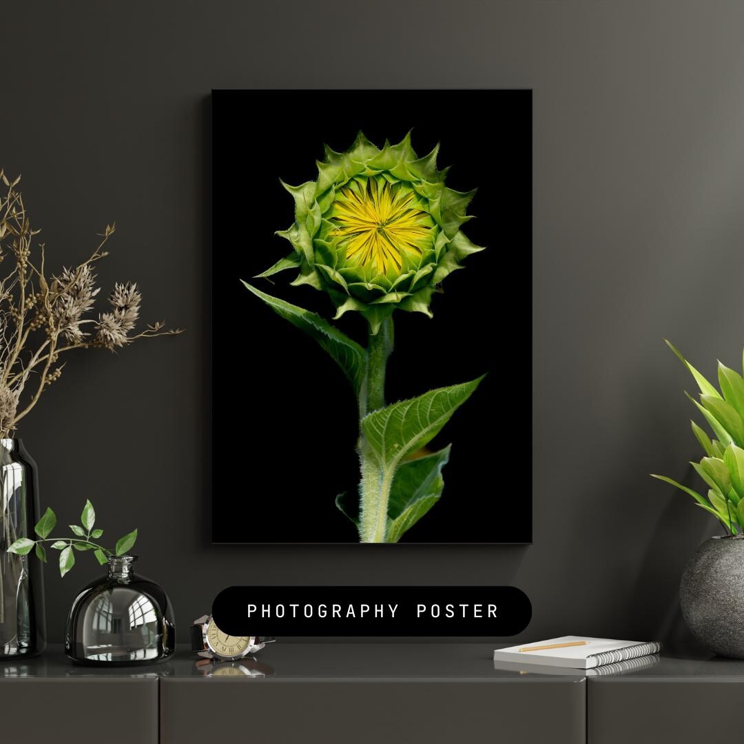 Bold Sunflower Bud on Black – Striking Floral Photography Print ...