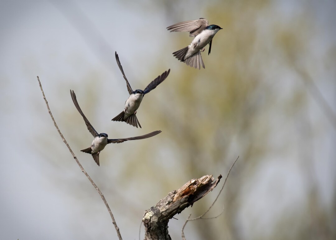 Springtime Tree Swallows in Flight – Graceful Aerial Chase Captured in ...