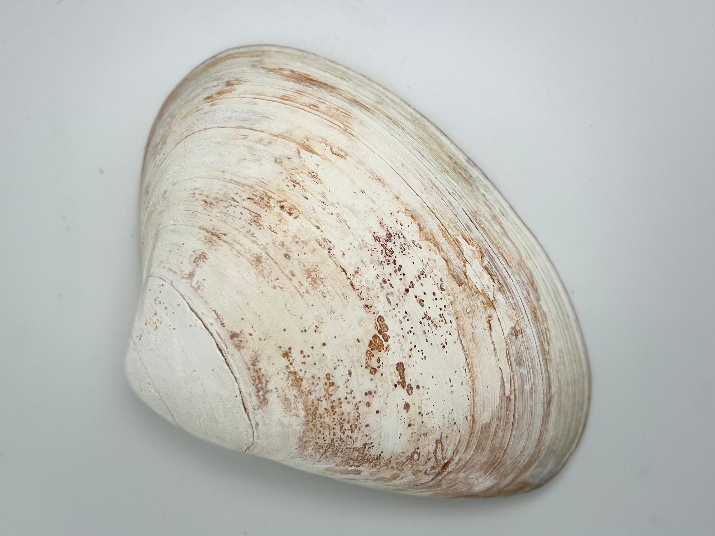 XL Decoupage Clam Shell Ring Dish Clam Shell Decoupage Shell Shell Ring ...