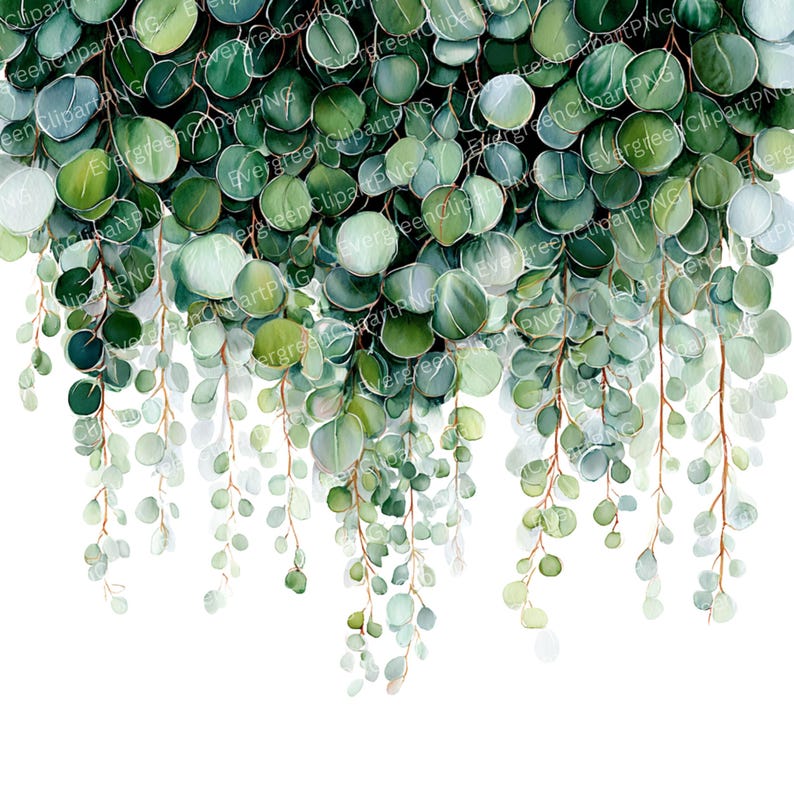 Watercolor Eucalyptus Branches Clipart: Botanical Greenery PNG (digital ...