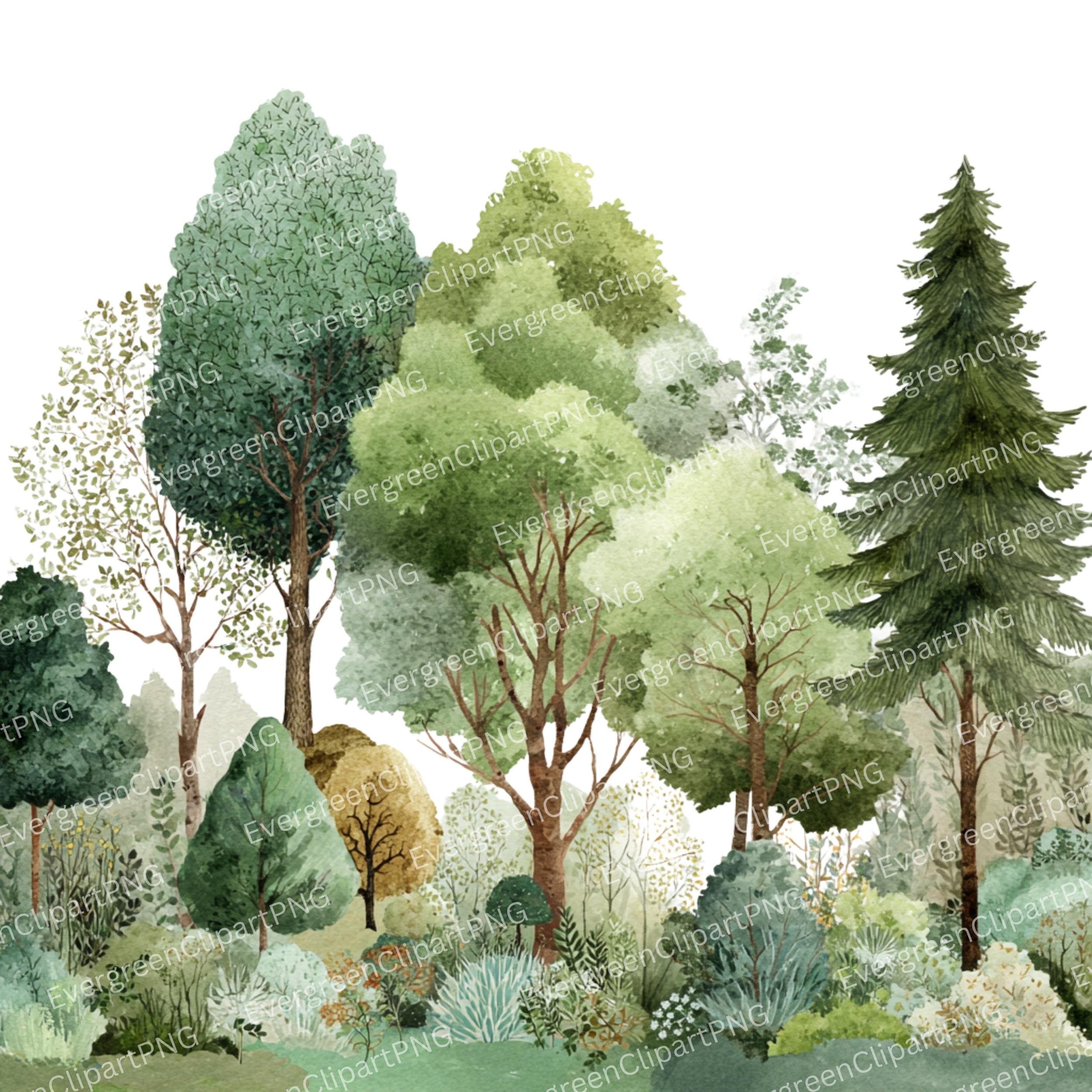 12 Watercolor Forest Trees Clipart, Kids Woodland PNG (digital Download ...