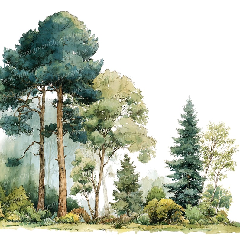 Watercolor Forest Tree Clipart: Woodland Landscape PNG (digital ...