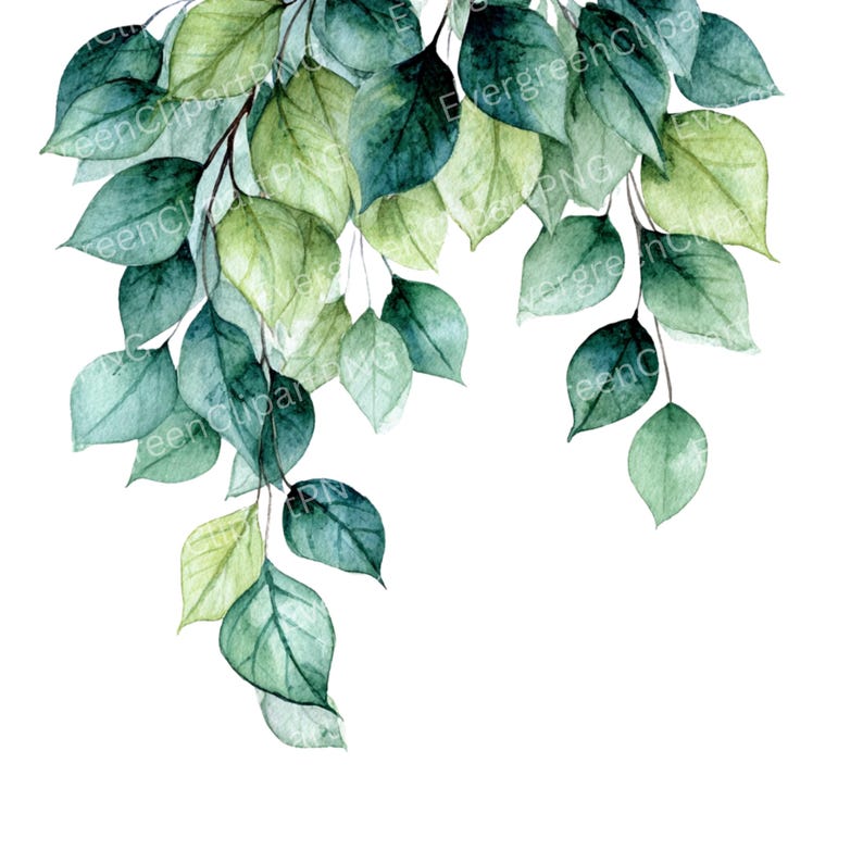 Watercolor Greenery Clipart: Hanging Eucalyptus Branches (PNG & JPG ...