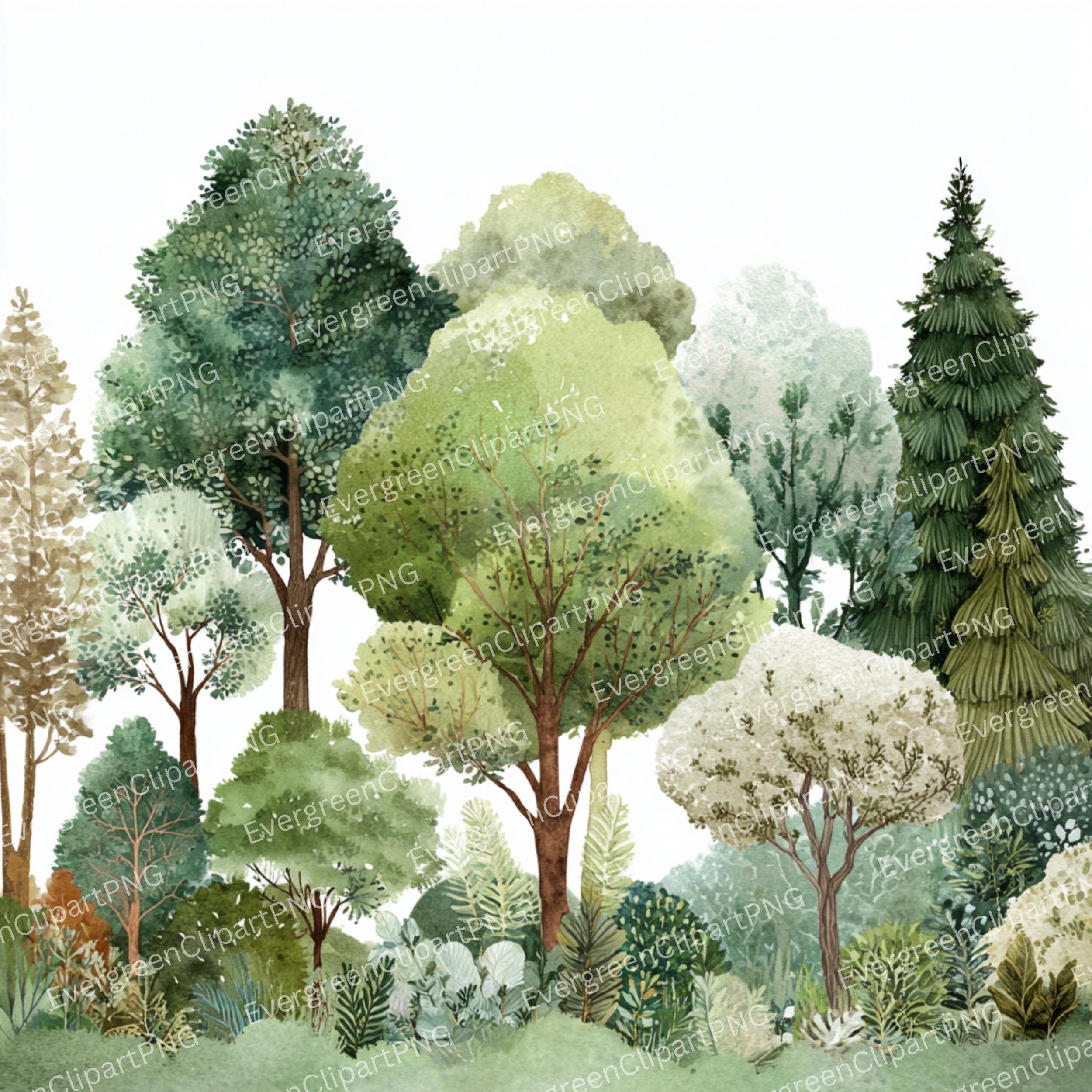 12 Watercolor Forest Trees Clipart, Kids Woodland PNG (digital Download ...