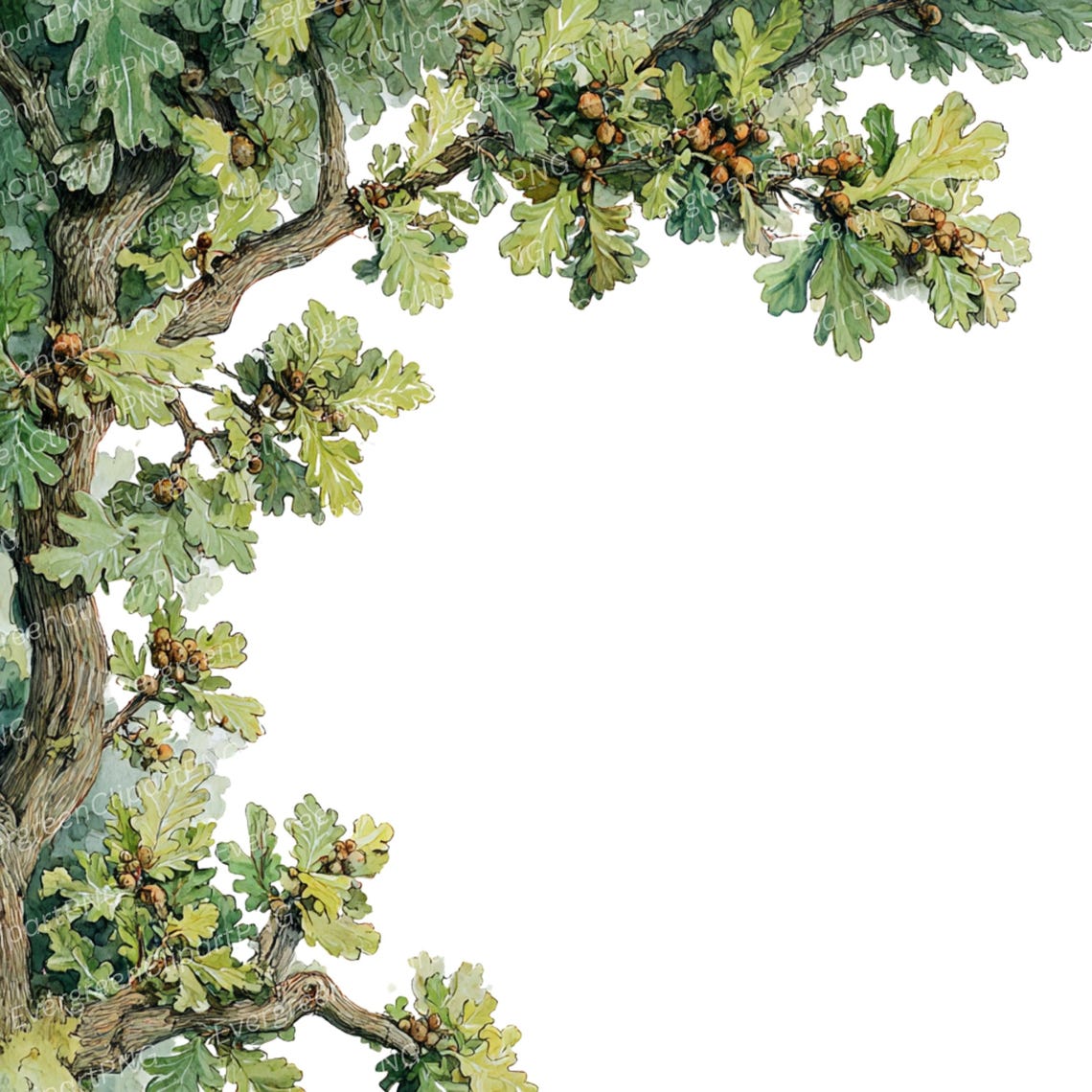 Watercolor Oak Leaf Frame Borders: Botanical Clipart (digital Download ...