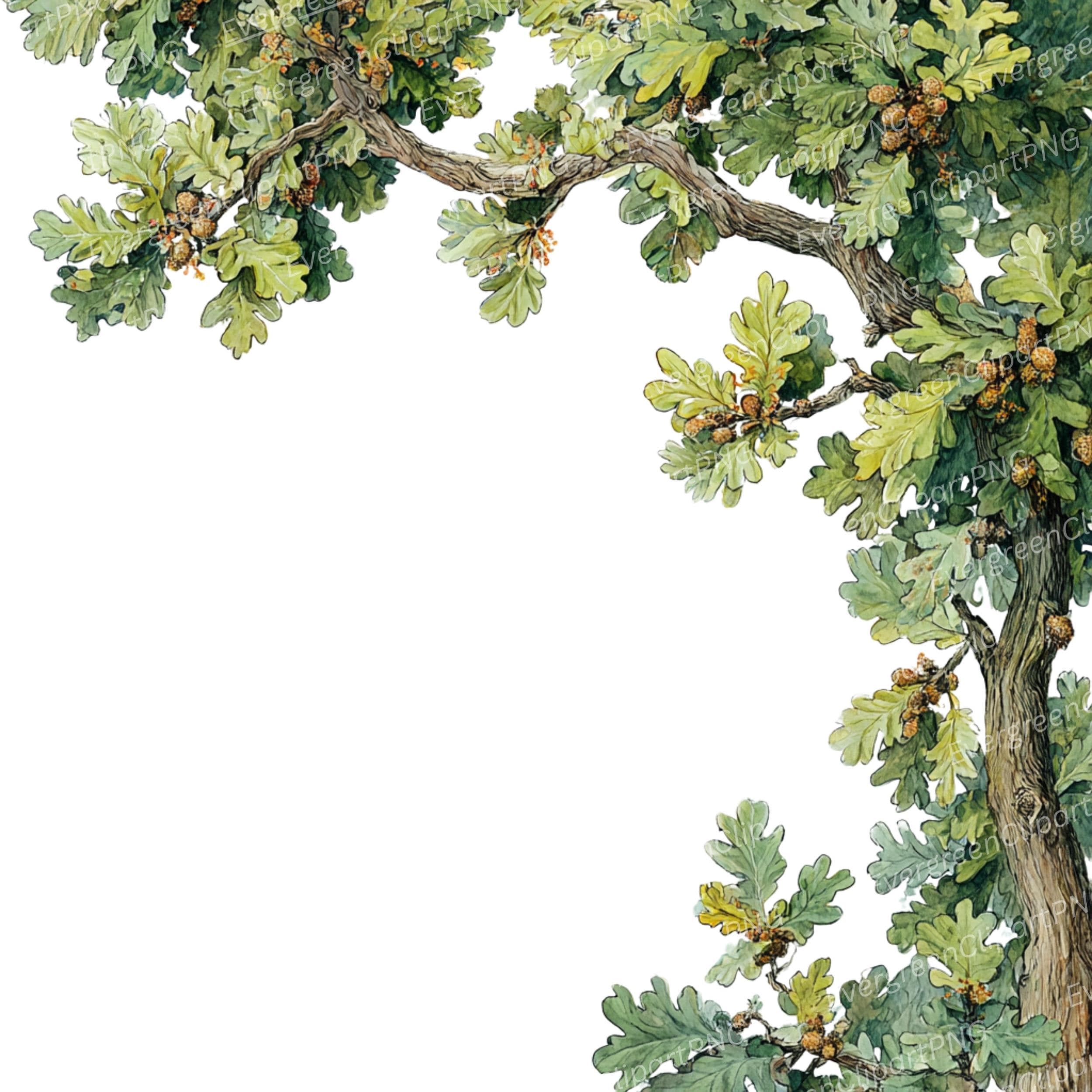 Watercolor Oak Leaf Frame Borders: Botanical Clipart (digital Download ...