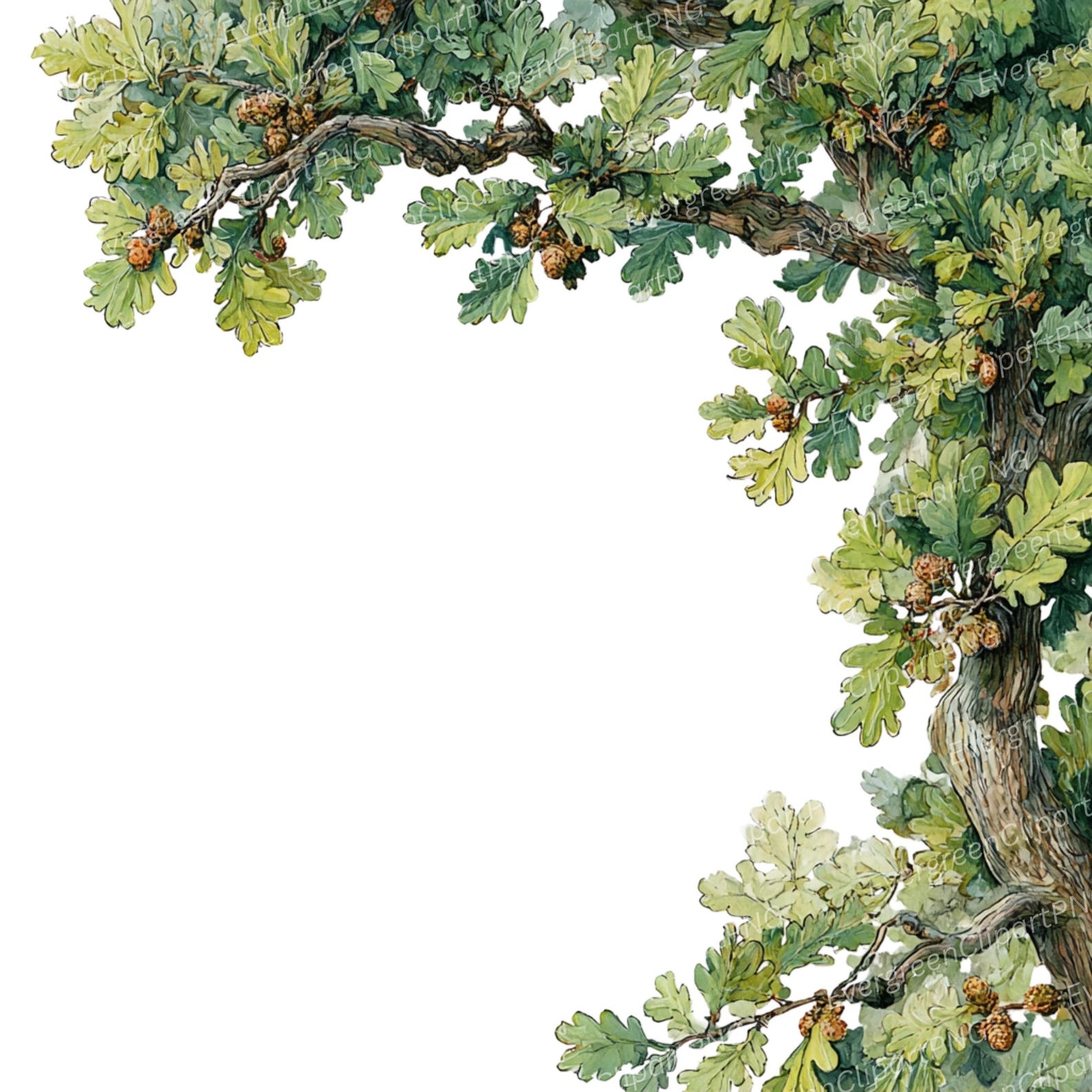 Watercolor Oak Leaf Frame Borders: Botanical Clipart (digital Download ...