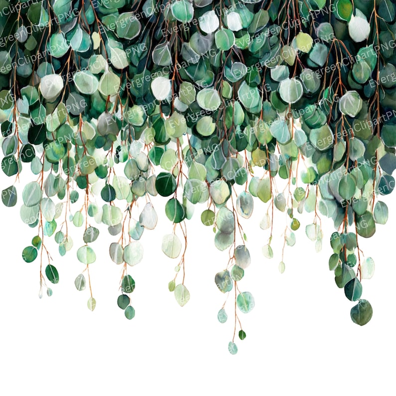 Watercolor Eucalyptus Branches Clipart: Botanical Greenery PNG (digital ...