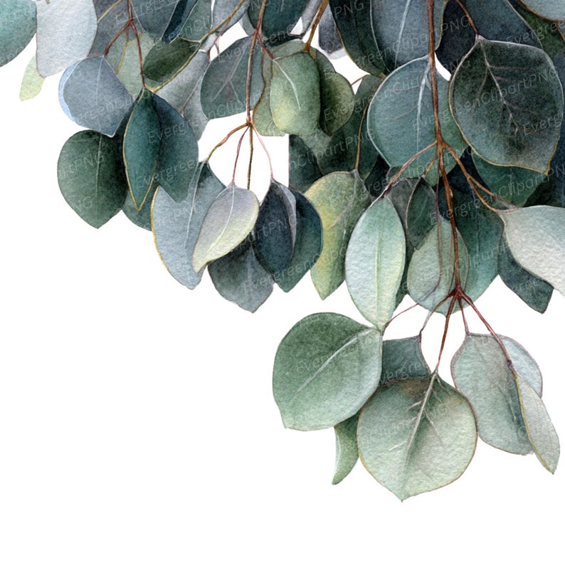 Watercolor Eucalyptus Leaves PNG Clipart: Botanical Garland, Wedding ...