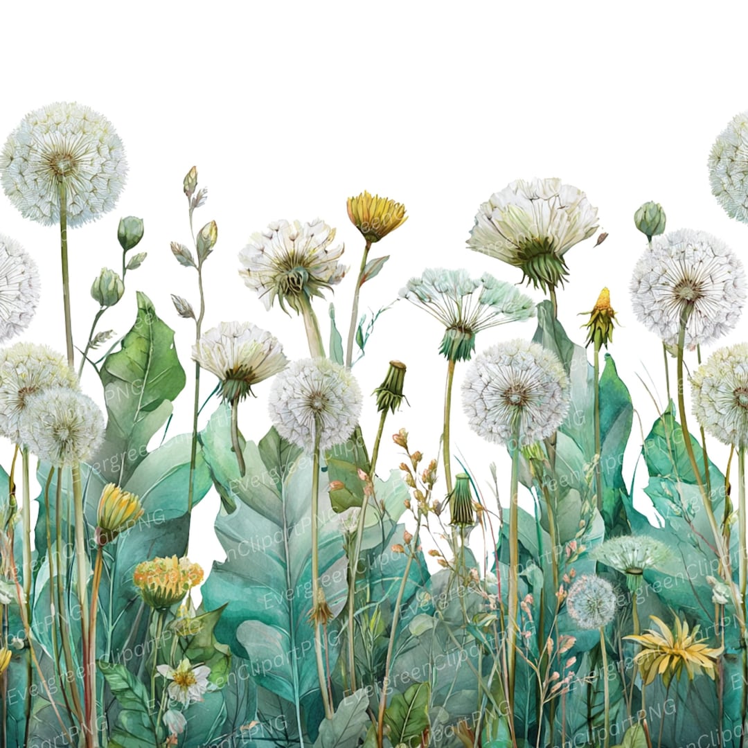 Watercolor Dandelion Clipart: Botanical PNG Illustrations (digital ...