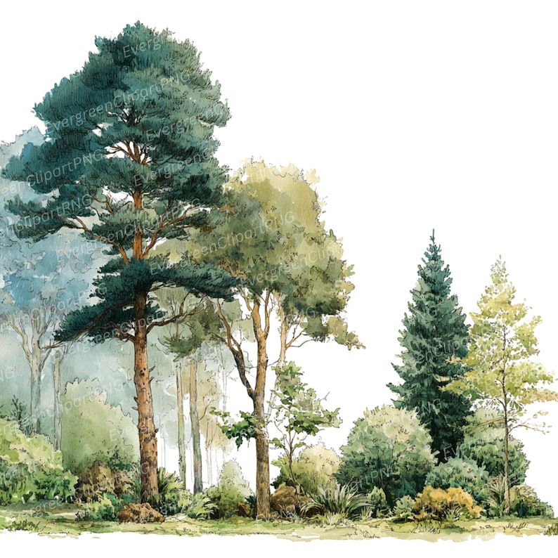 Watercolor Forest Tree Clipart: Woodland Landscape PNG (digital ...