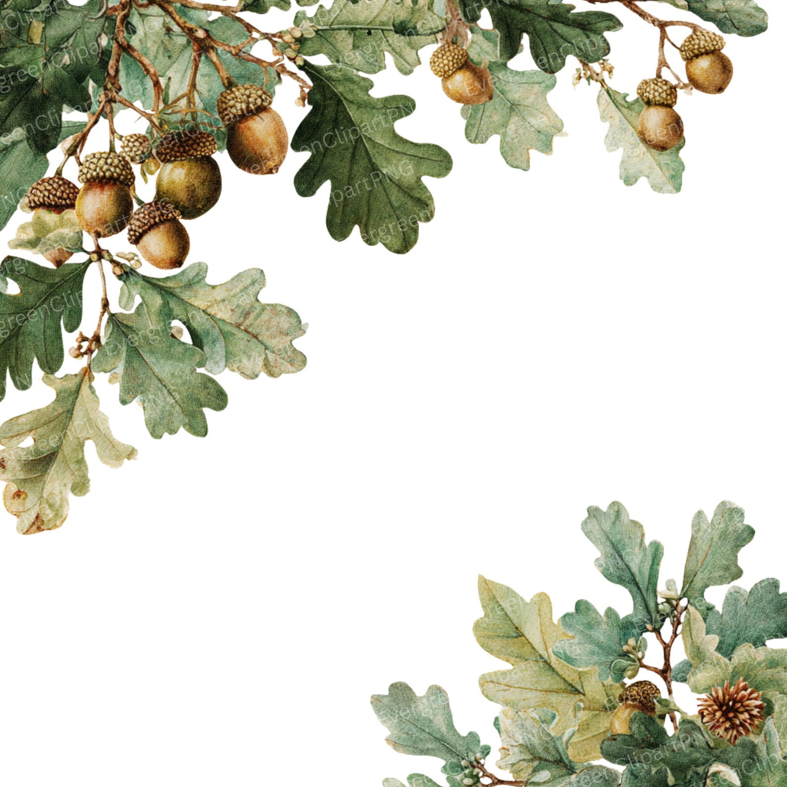 Watercolor Acorn Clipart: Oak Branch, Forest Leaf PNG (digital Download ...