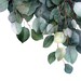 Watercolor Eucalyptus Leaves PNG Clipart: Botanical Garland, Wedding ...