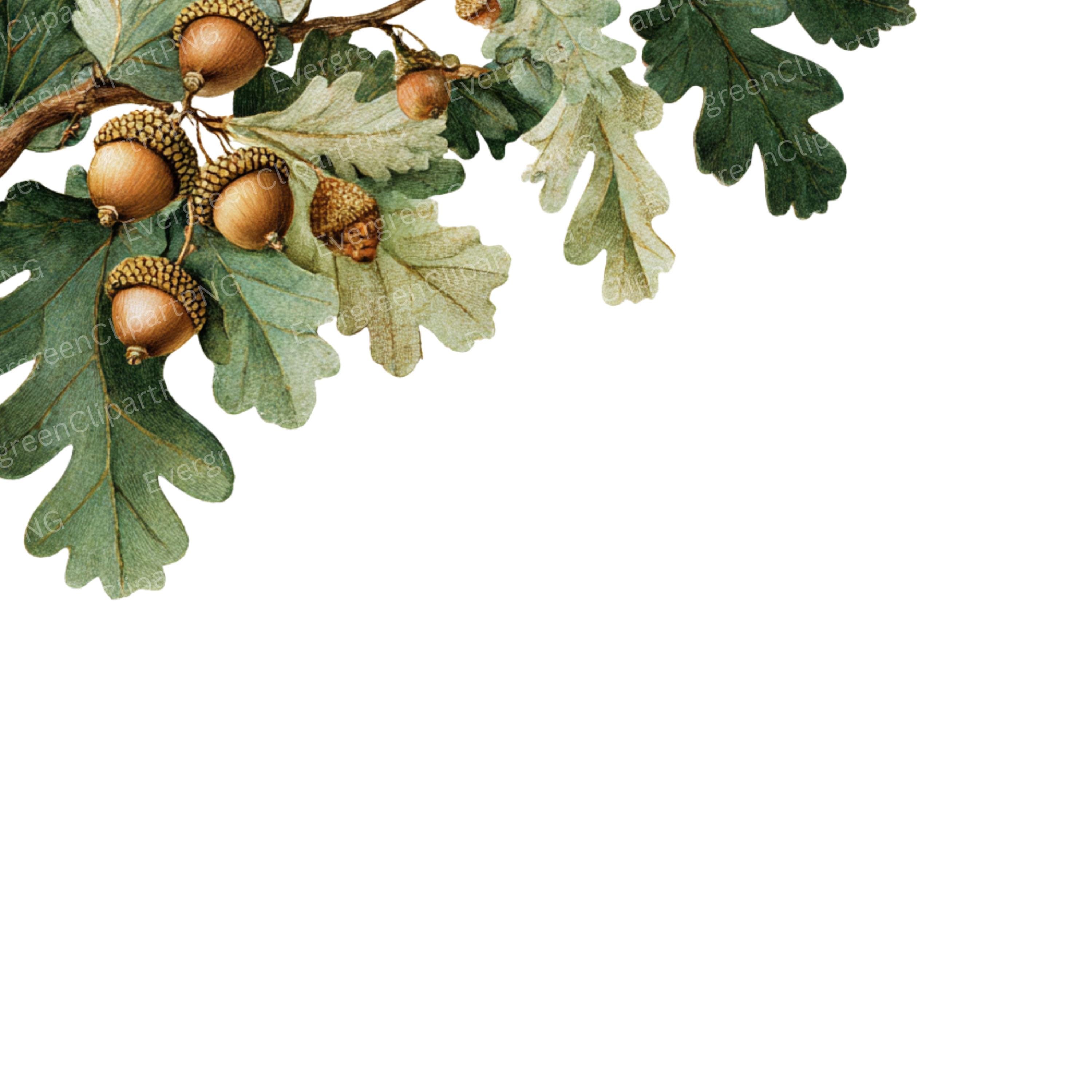 Watercolor Acorn Clipart: Oak Branch, Forest Leaf PNG (digital Download ...