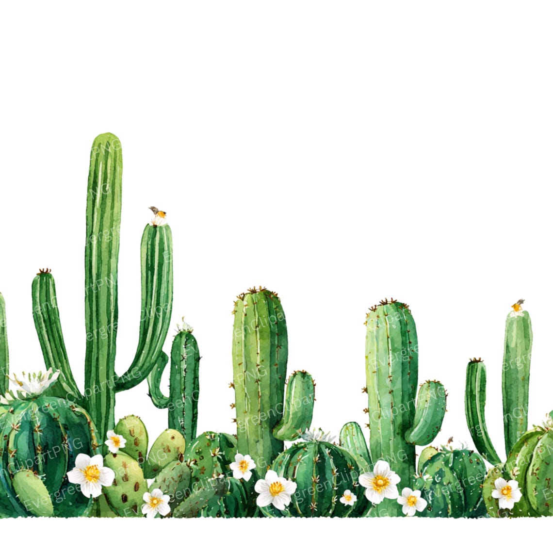 Watercolor Cactus Borders Clipart: Desert Succulent Frames (digital ...