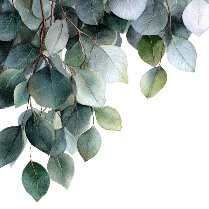 Watercolor Eucalyptus Leaves PNG Clipart: Botanical Garland, Wedding ...