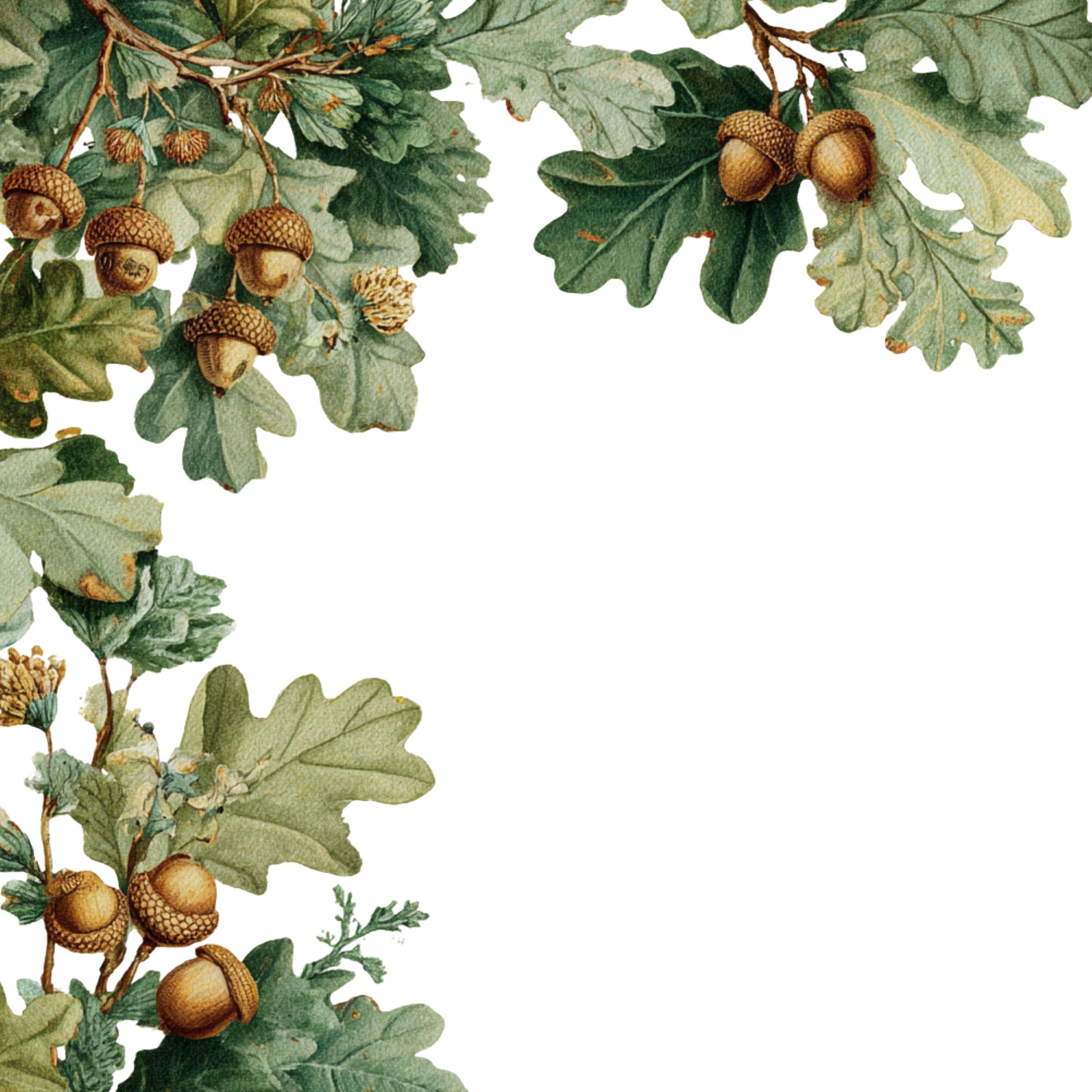 Watercolor Acorn Clipart: Oak Branch, Forest Leaf PNG (digital Download ...