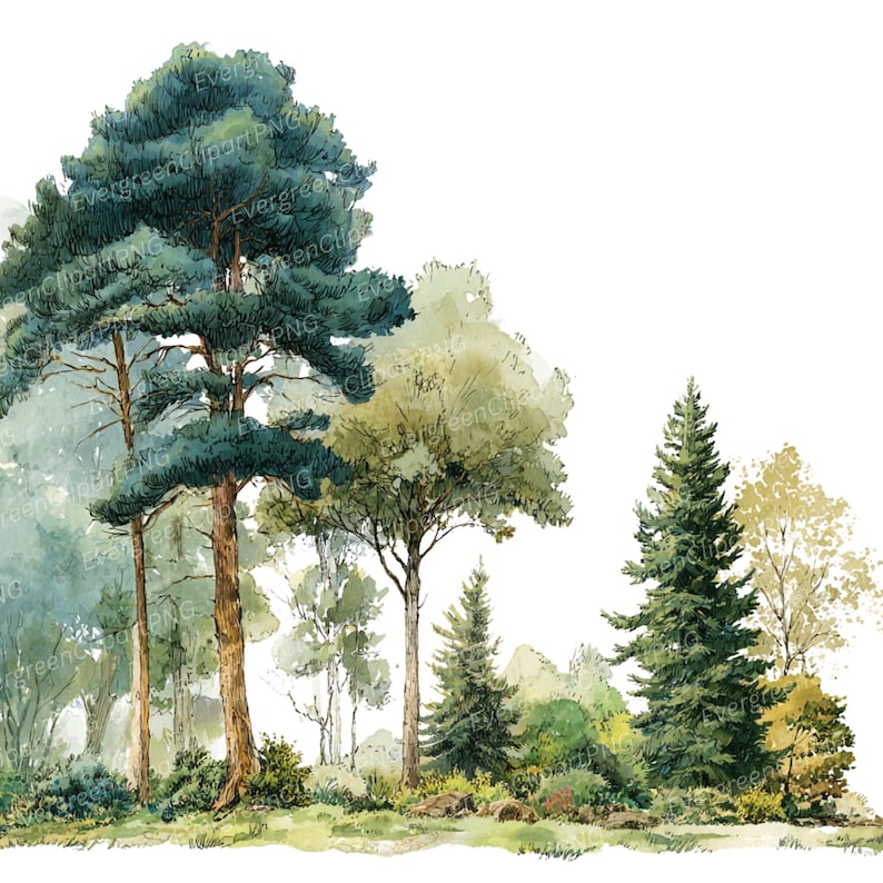 Watercolor Forest Tree Clipart: Woodland Landscape PNG (digital ...