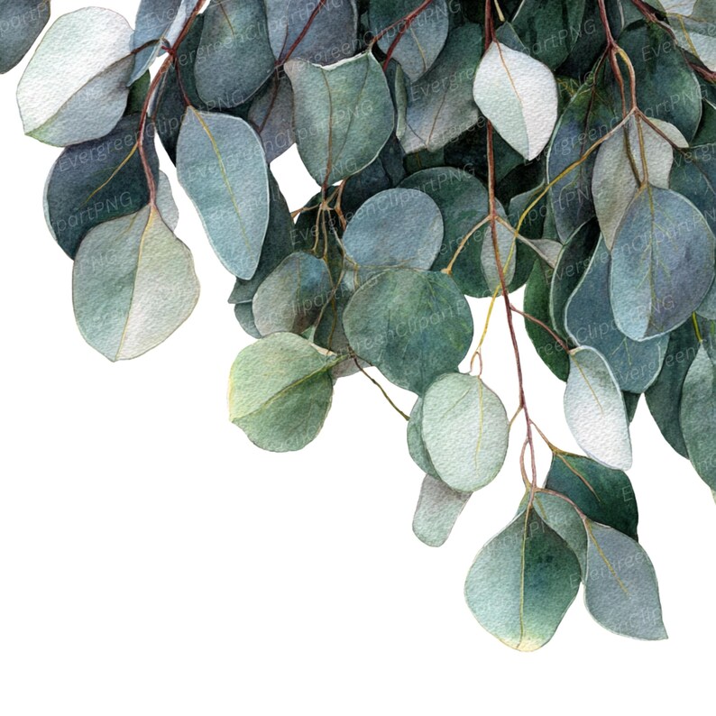 Watercolor Eucalyptus Leaves PNG Clipart: Botanical Garland, Wedding ...