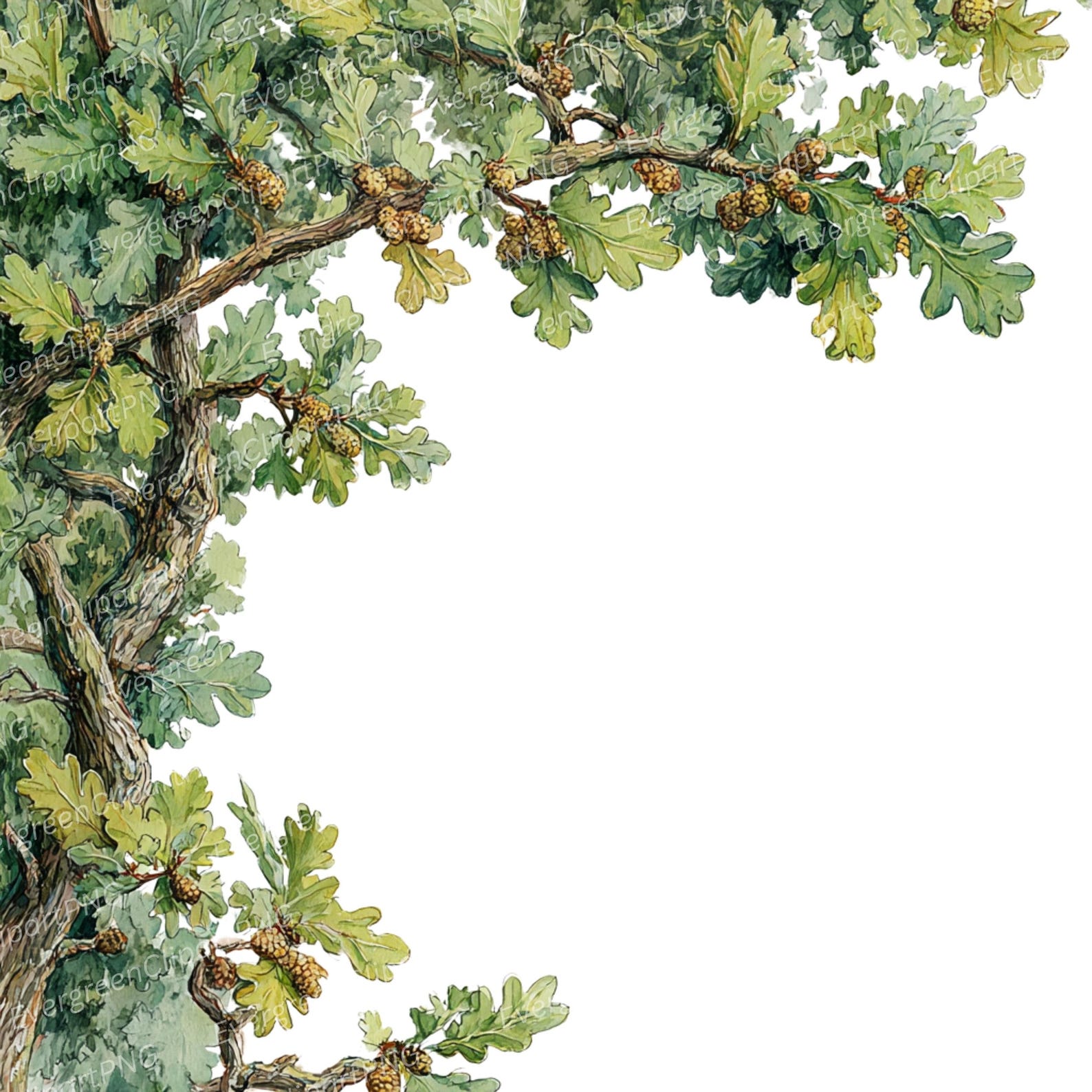 Watercolor Oak Leaf Frame Borders: Botanical Clipart (digital Download ...