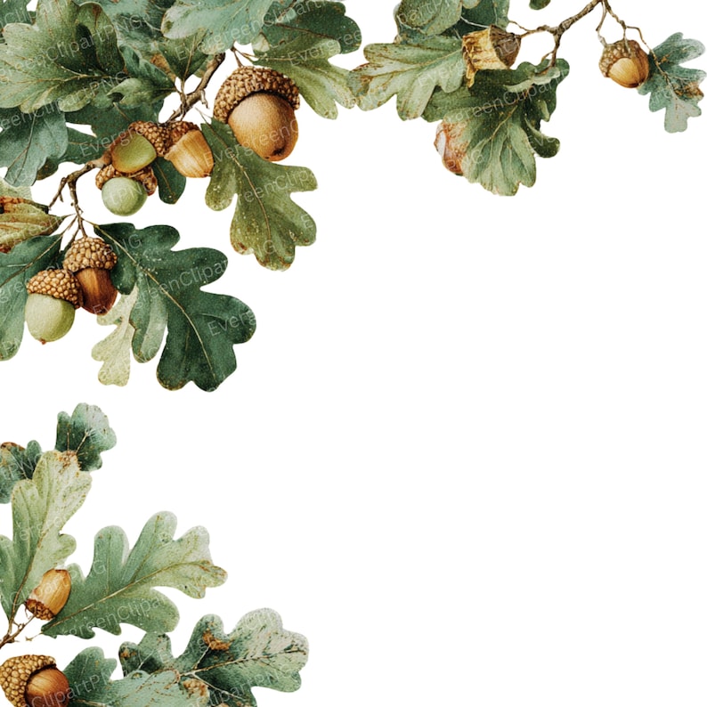 Watercolor Acorn Clipart: Oak Branch, Forest Leaf PNG (digital Download ...