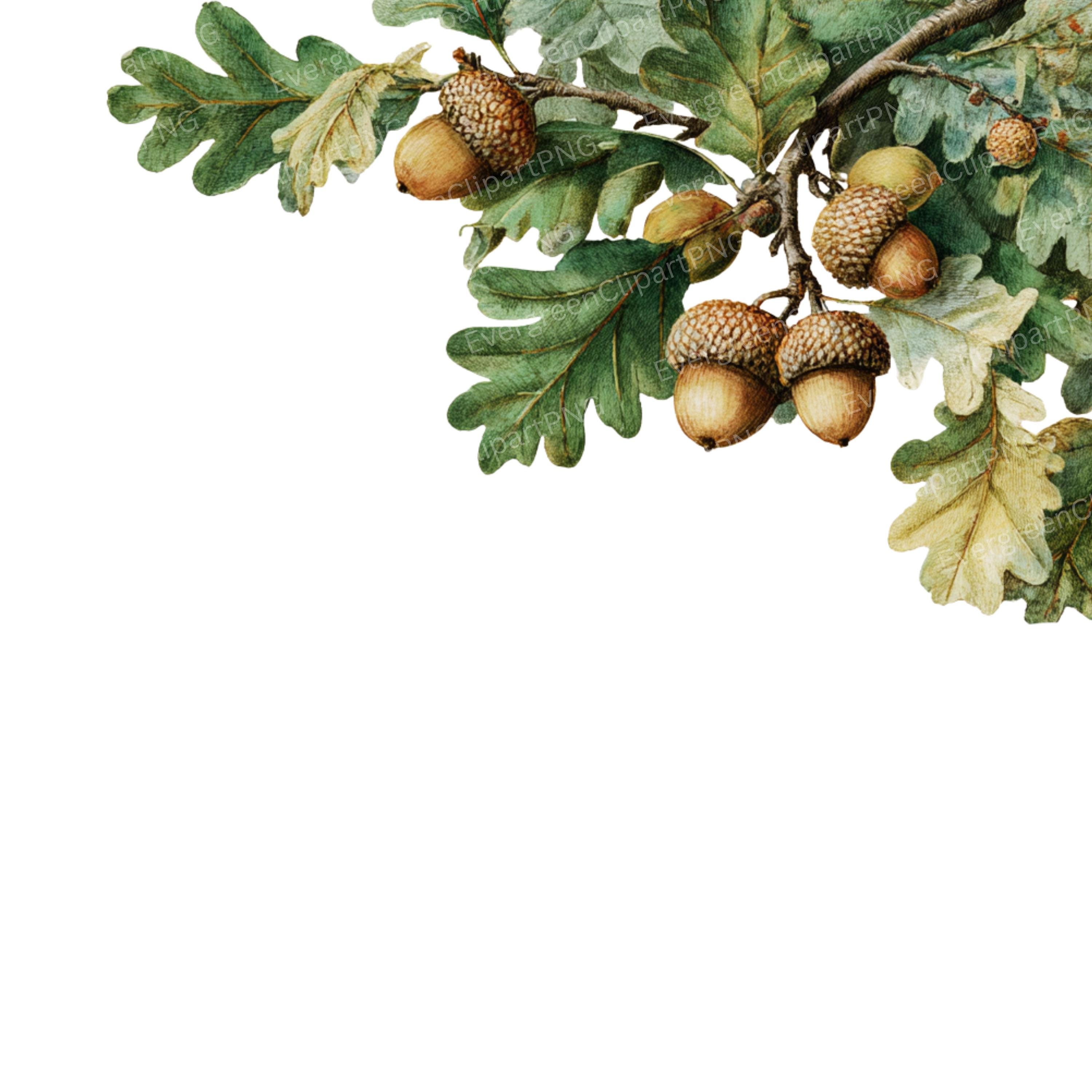 Watercolor Acorn Clipart: Oak Branch, Forest Leaf PNG (digital Download ...