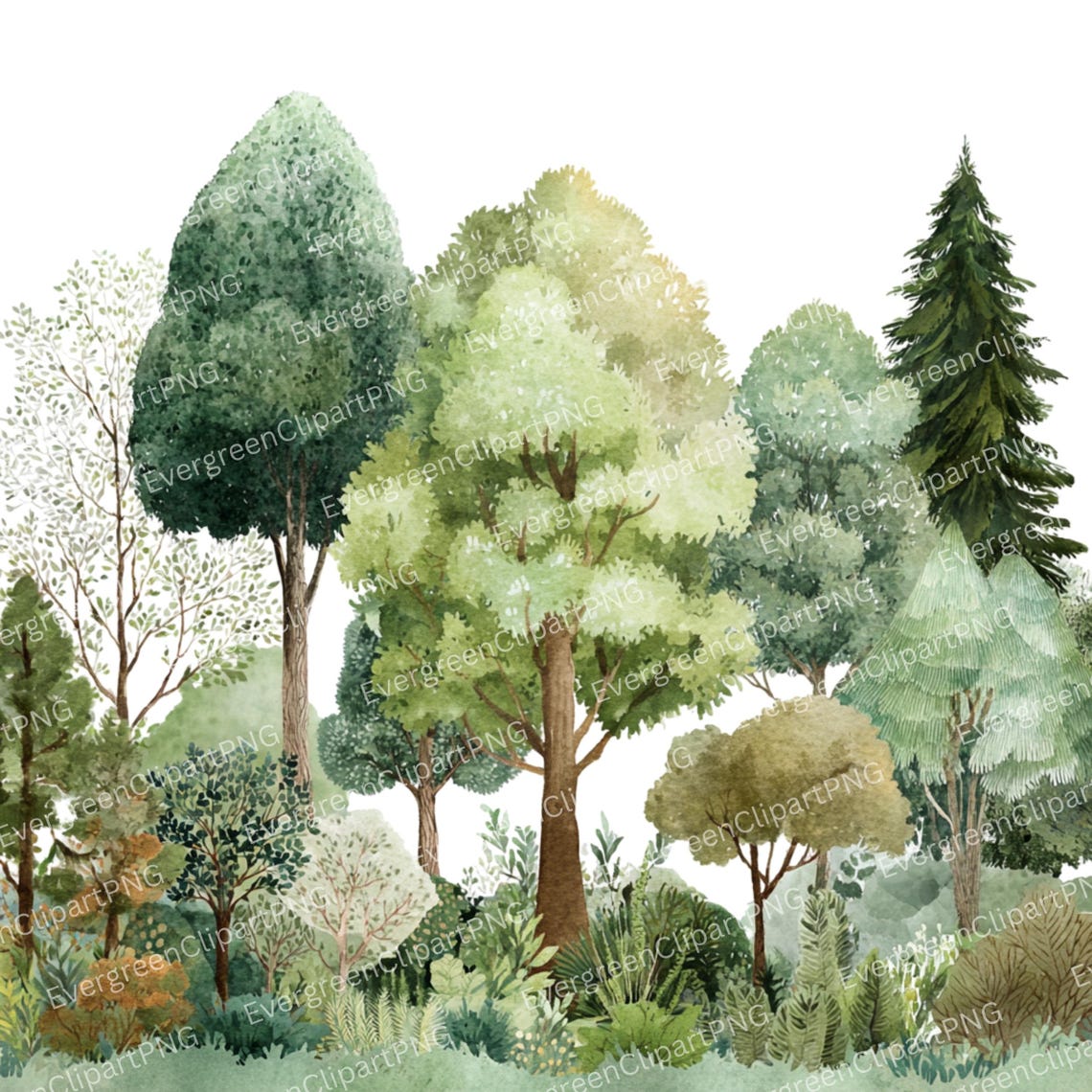 12 Watercolor Forest Trees Clipart, Kids Woodland PNG (digital Download ...