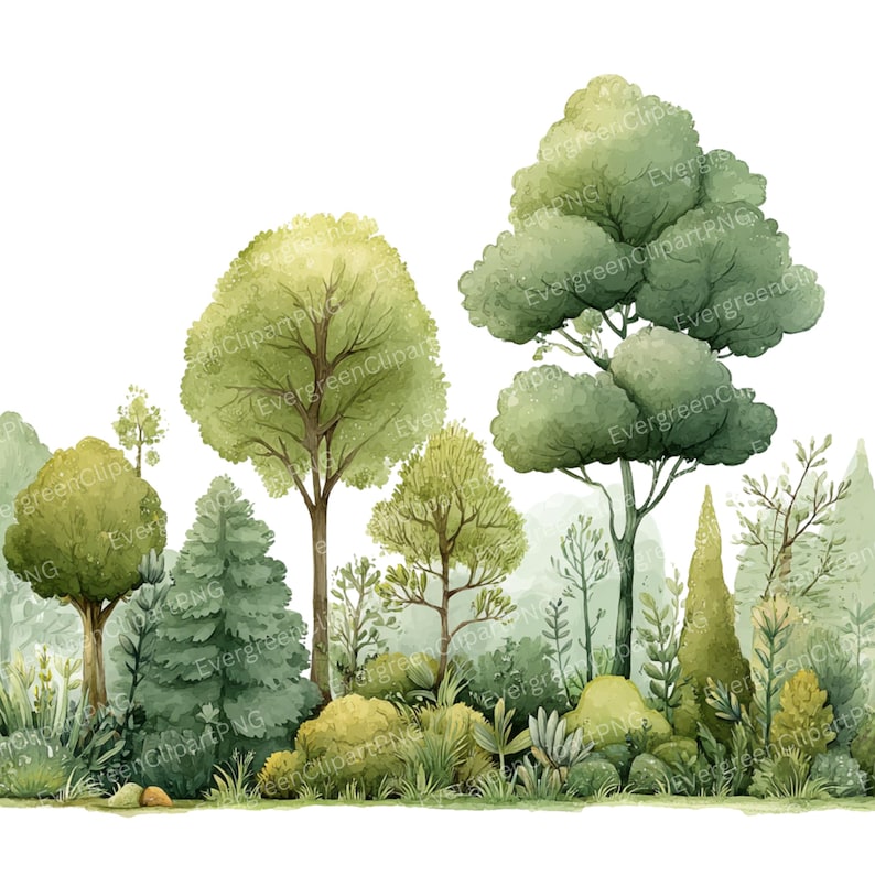 12 Watercolor Forest Tree Clipart Border: Woodland Greenery PNG ...