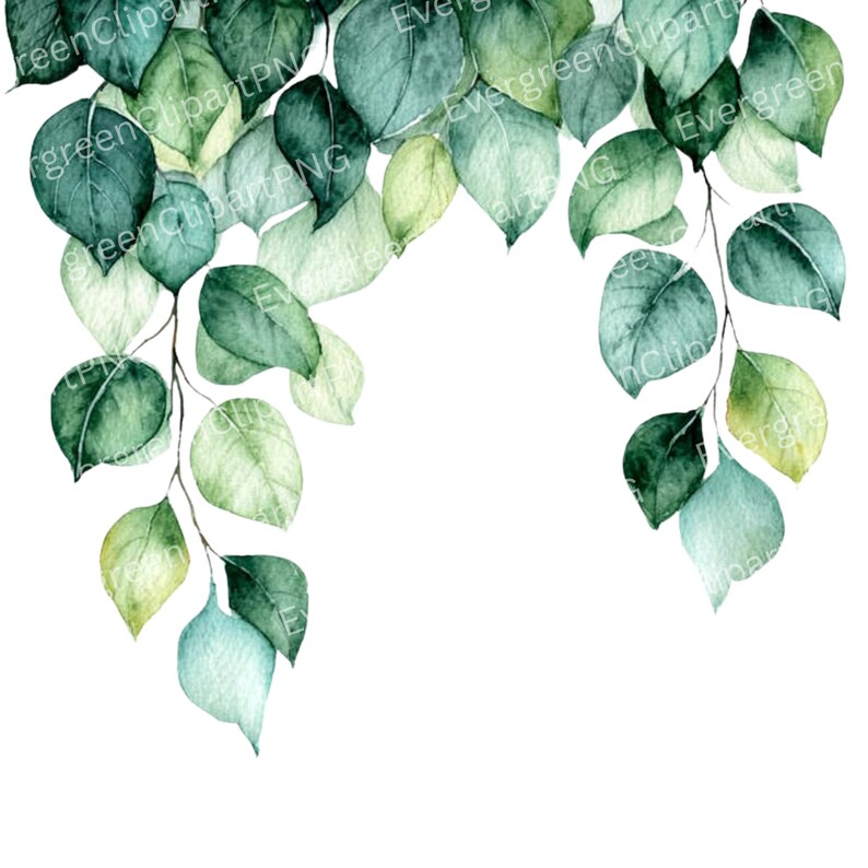 Watercolor Greenery Clipart: Hanging Eucalyptus Branches (PNG & JPG ...