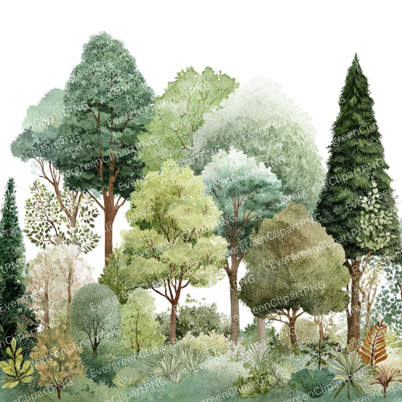 12 Watercolor Forest Trees Clipart, Kids Woodland PNG (digital Download ...