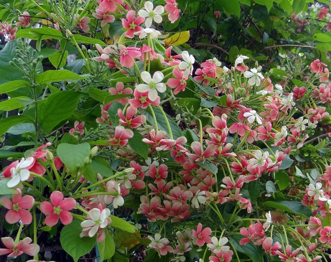 Rangoon Creeper Single (quisqualis Indica) 3-cuttings - Etsy