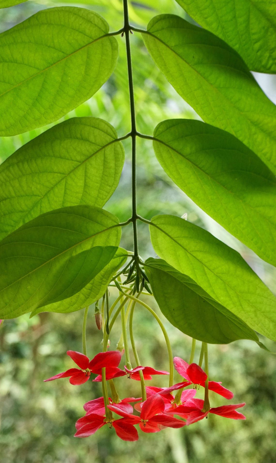 Rangoon Creeper Single (quisqualis Indica) 3-cuttings - Etsy