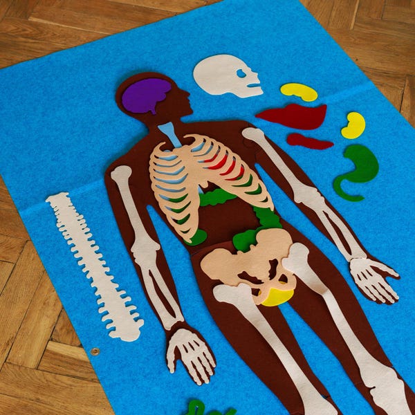 Human Body Felt - Etsy
