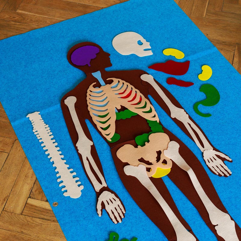 Human Body Felt - Etsy