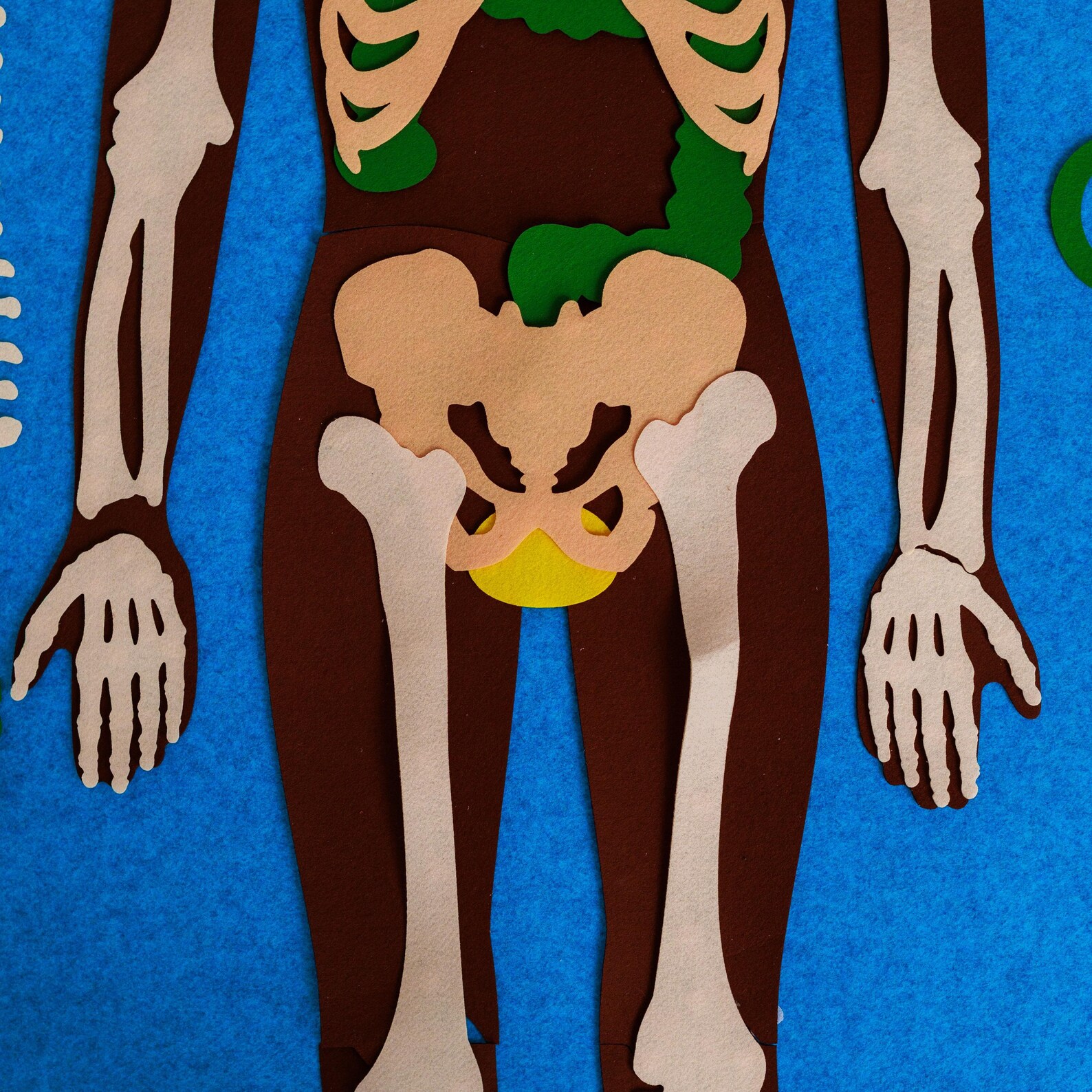 Human Body Felt Wall Board, Felt Story Board for Kids, Human Anatomy ...