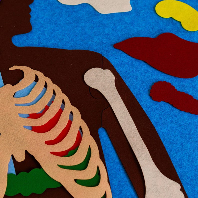 Human Body Felt Wall Board, Felt Story Board for Kids, Human Anatomy ...