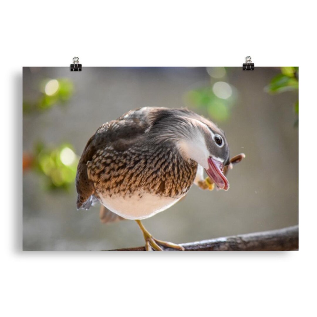Cute Duck Print - Etsy