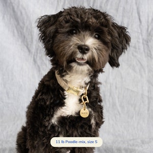 NICO Small: Luxury Hand Stamped Personalized Custom Pet ID Tags for ...